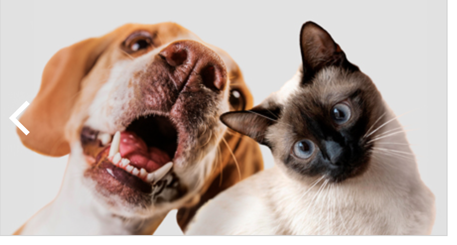 Gwinnett County animal shelter pauses adoptions, intakes due to Strep ...